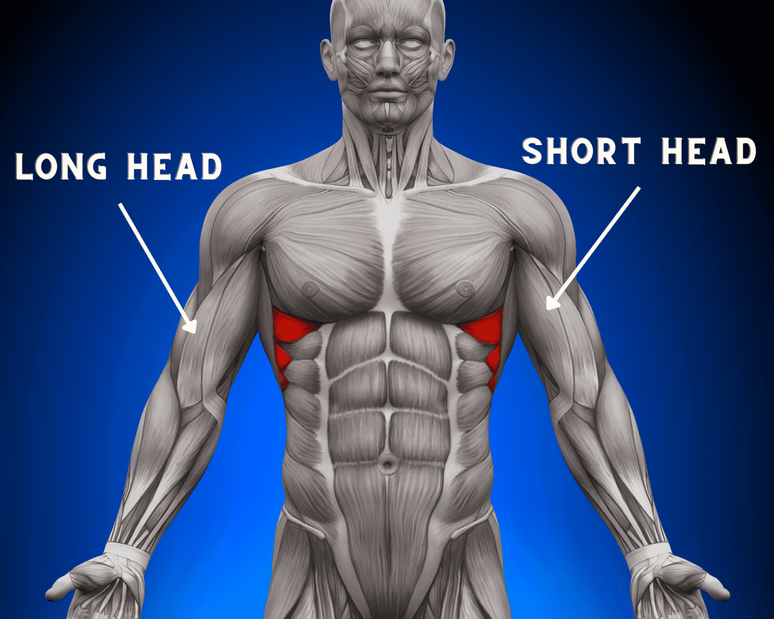 Hammer Curl vs Bicep Curl: Unleash Your Arm Gains with the Ultimate ...