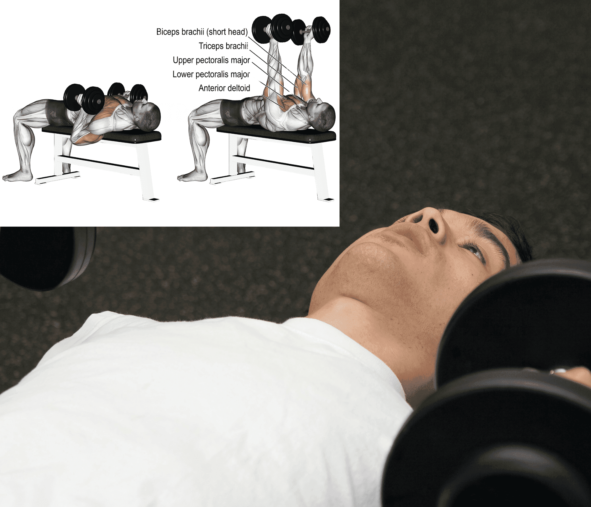 How to do the Hammer Grip Dumbbell Bench Press - Complete Guide
